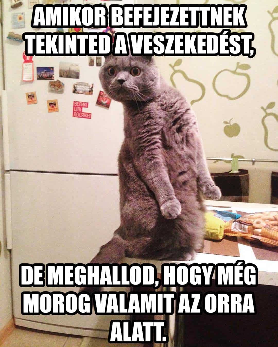 20 olyan házassággal kapcsolatos mém, amely tükröt tart az emberek előtt