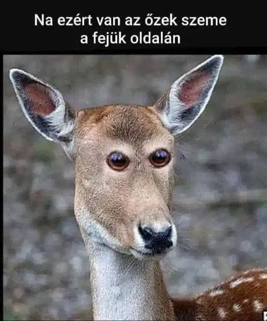 Vicces képek - 1728581773