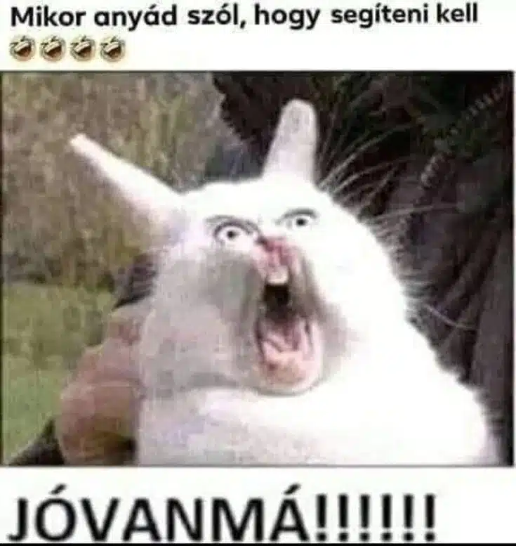 Vicces képek - 1731159752